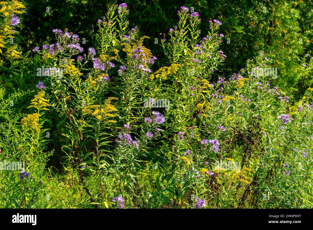 Slanting rays hi-res stock photography and images - Alamy