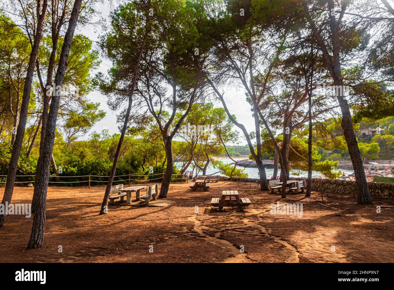 Natural walking path in forest Parc natural de Mondragó Mallorca Stock ...