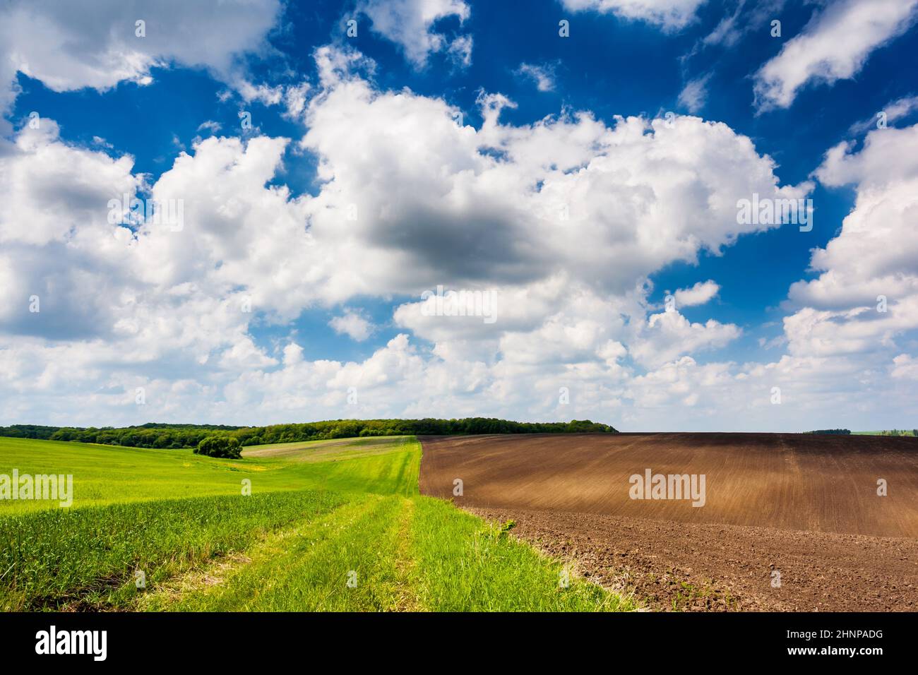 Beautiful sunny day in the field with blue sky. Overcast sky. Ukraine ...