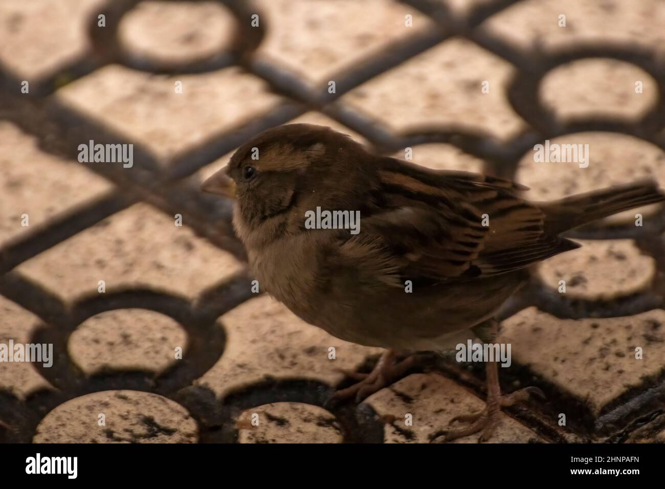 Funny little sparrows hi-res stock photography and images - Alamy