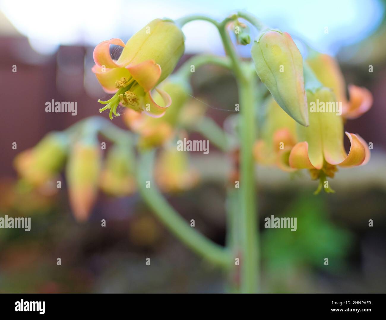 Yellow and orange flowers of the Cotyledon orbiculata, pig's ear or ...