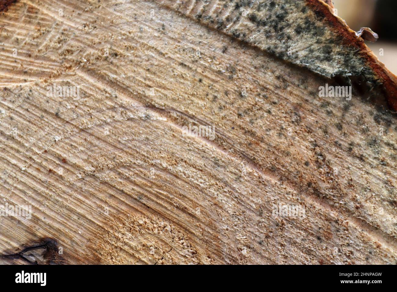 Detailed close up view on different wood surfaces showing planks logs ...