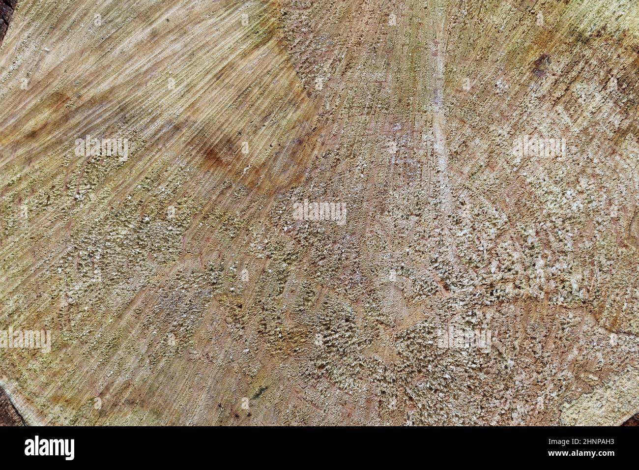 Detailed close up view on different wood surfaces showing planks logs ...