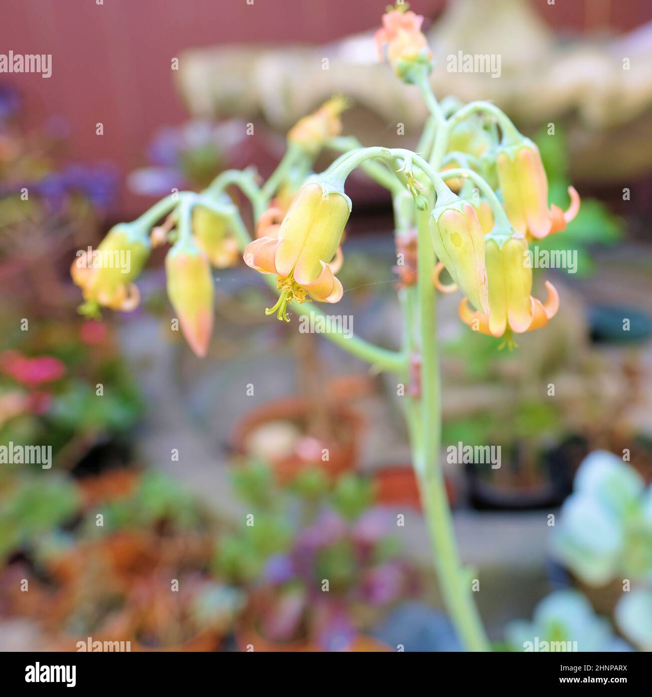 Pigs ear or round leafed navel wort hi-res stock photography and images ...