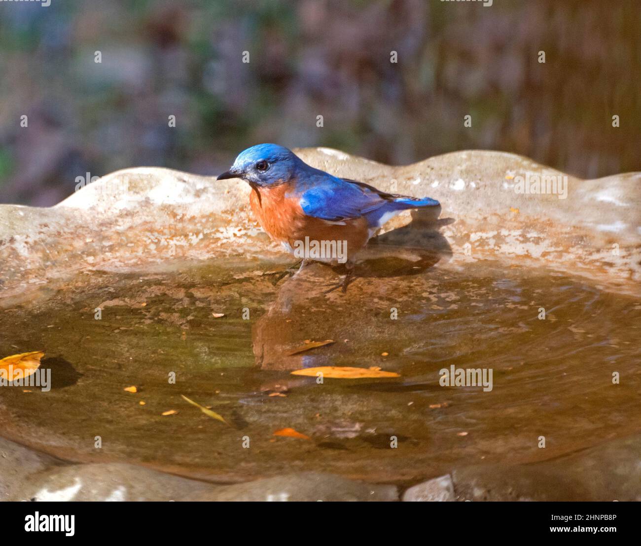 Beautiful multi-colored Lazuli Bunting breeding male bird in a backyard ...