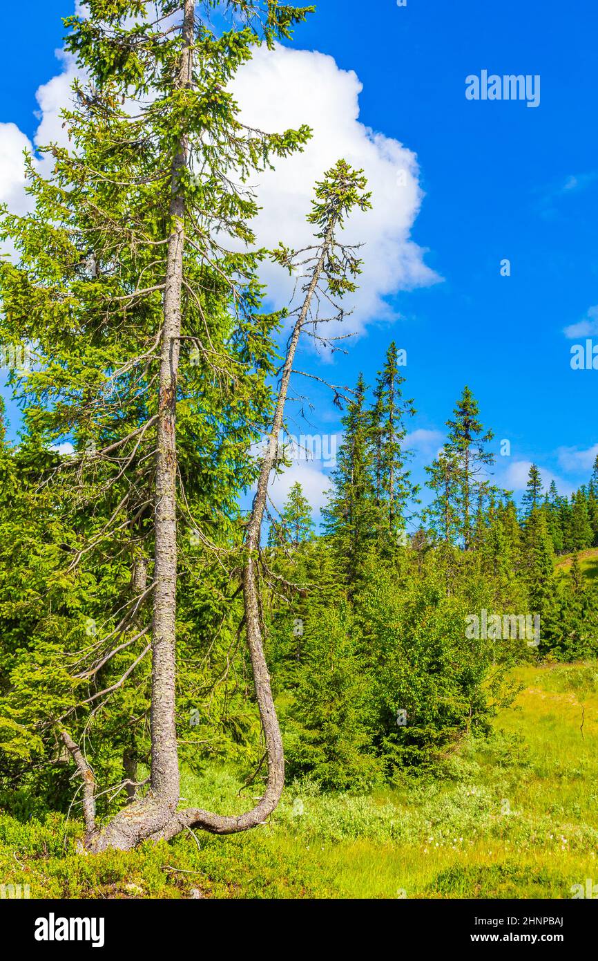 Crazy tree hi-res stock photography and images - Alamy