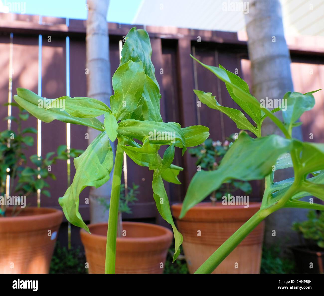 Leaves of a Dracunculus vulgaris plant; dragon lily, dragon arum, black ...