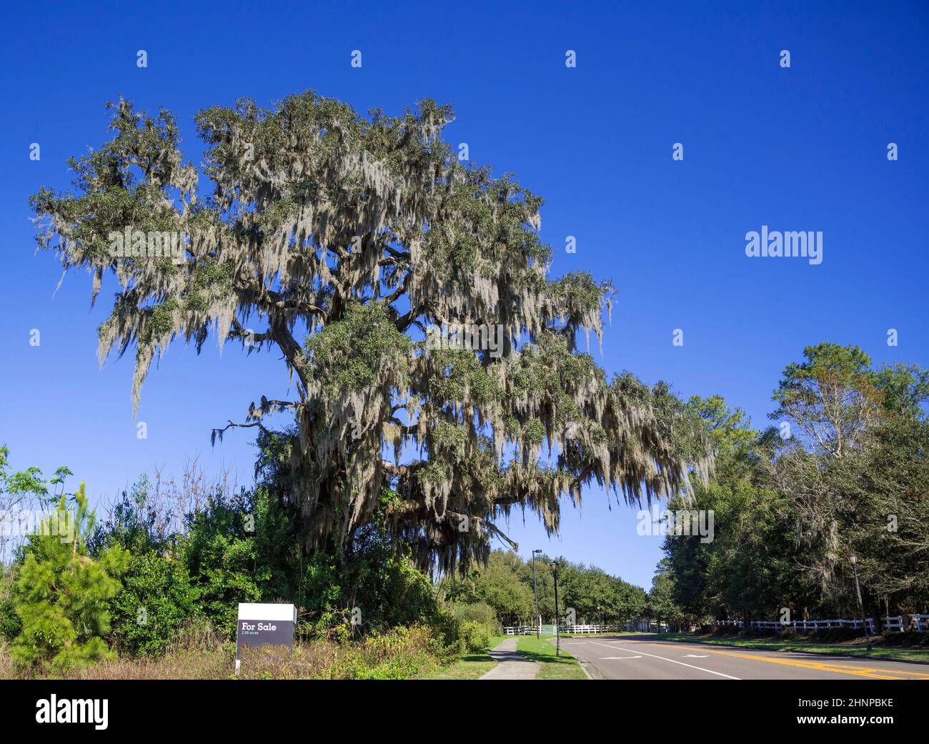 Live oak tree spanish moss hi-res stock photography and images - Alamy