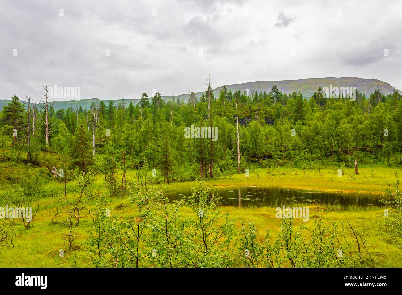 Wetland vegetation waterfall hi-res stock photography and images - Alamy