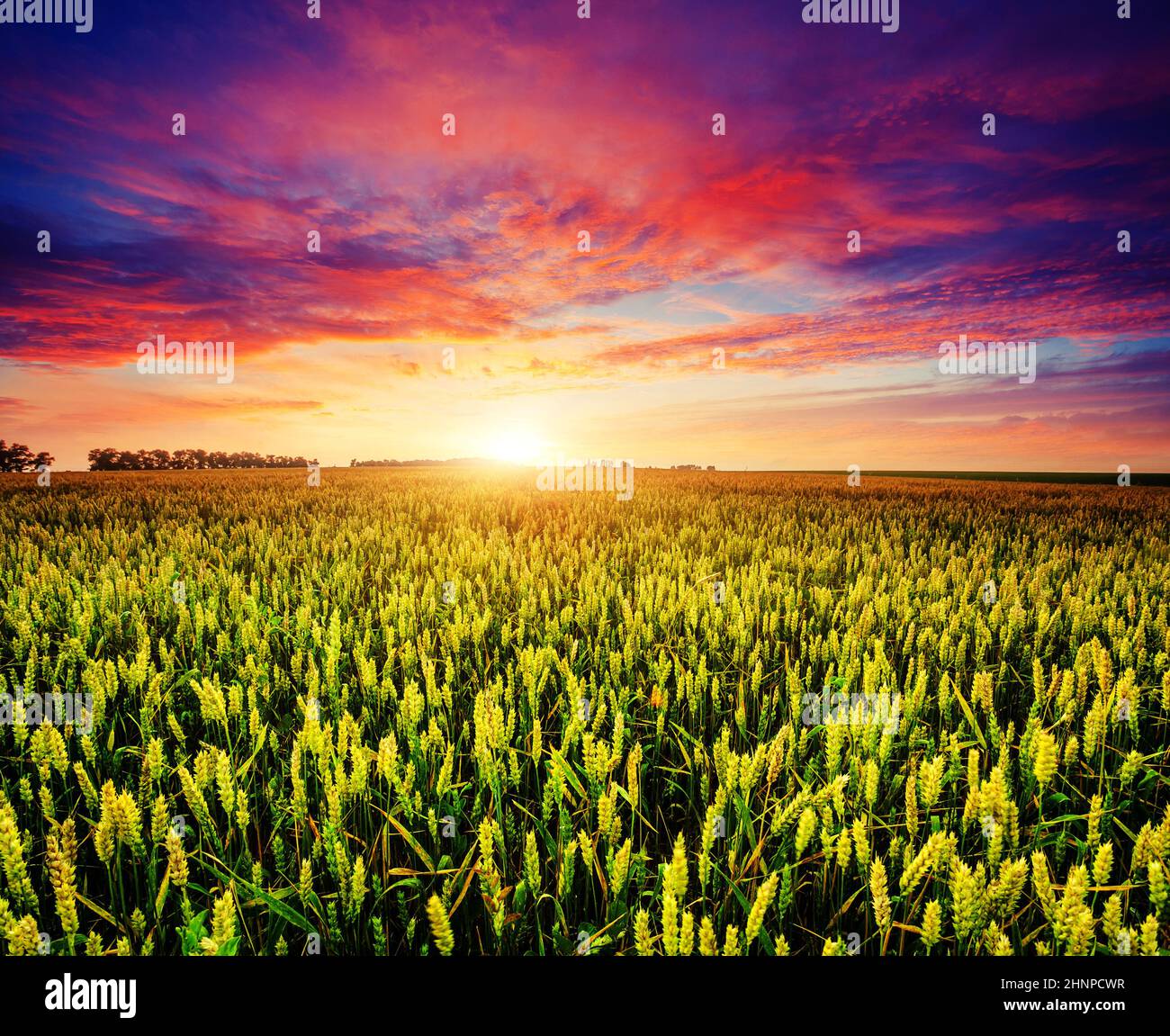 Fantastic wheat field at the sunset. Colorful overcast sky. Ukraine ...