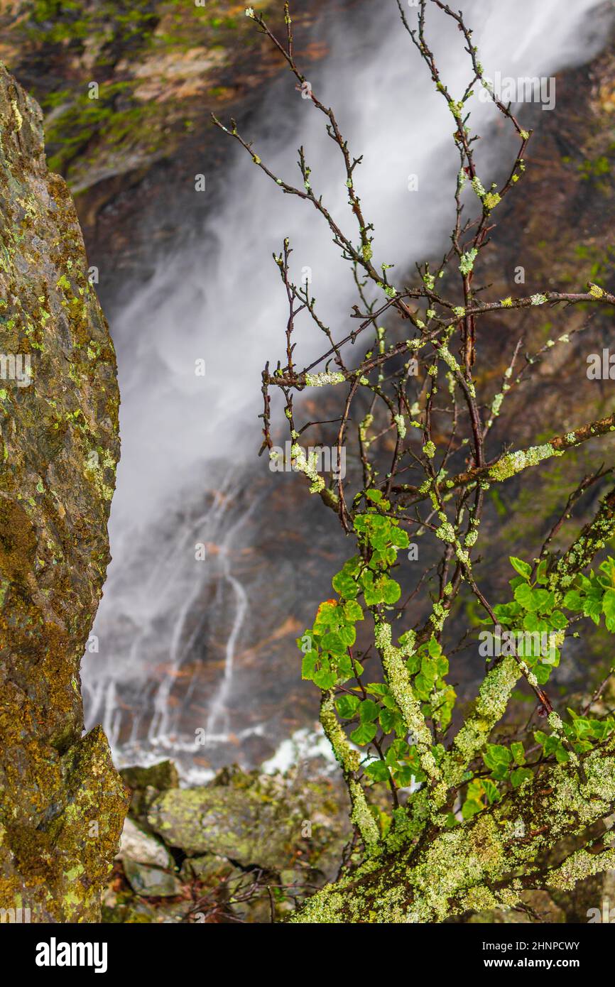 Highest freefall waterfall Vettisfossen behind trees in Utladalen ...