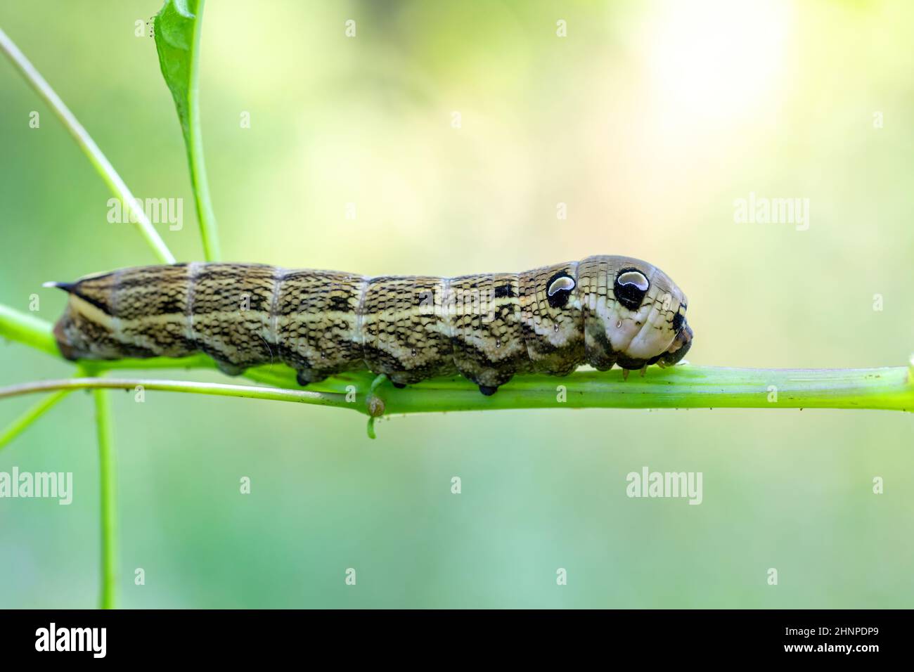 large caterpillars of Deilephila elpenor (elephant hawk moth), Czech ...
