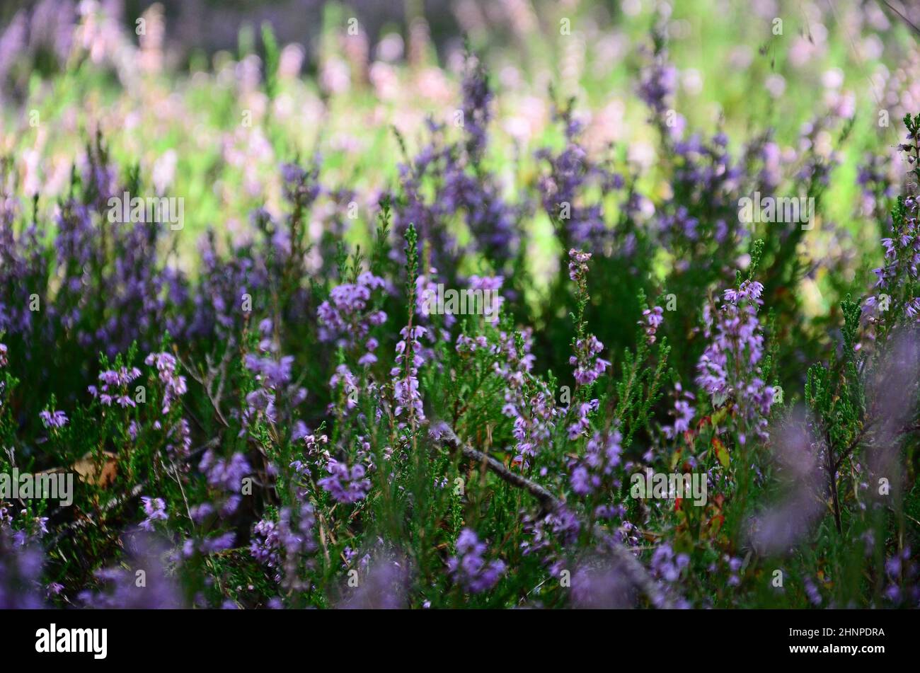Common heather growing in the meadow Stock Photo - Alamy
