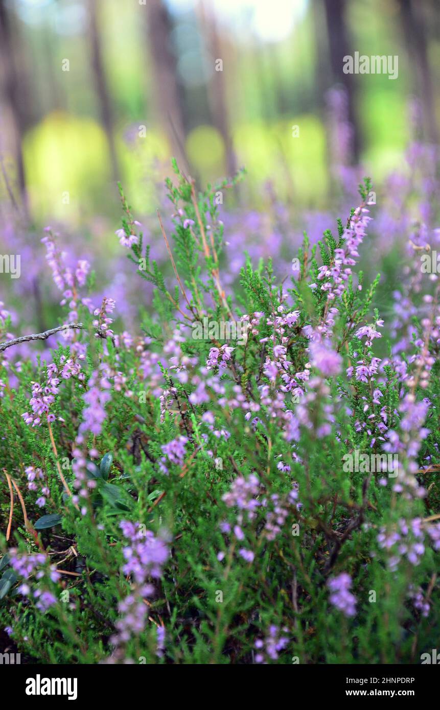 Common heather growing in the meadow Stock Photo - Alamy