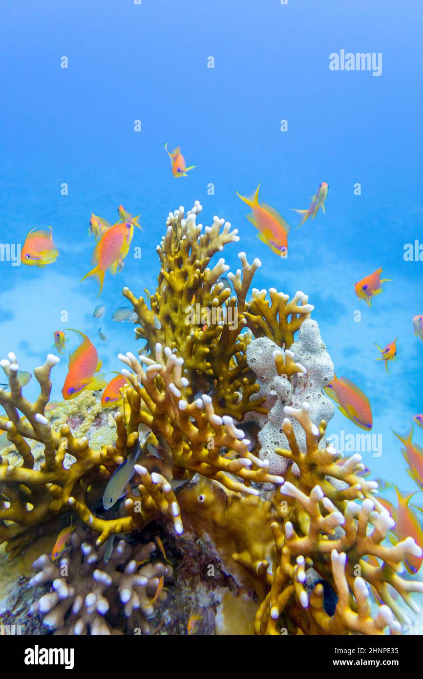 Colorful coral reef at the bottom of tropical sea, yellow fire coral ...