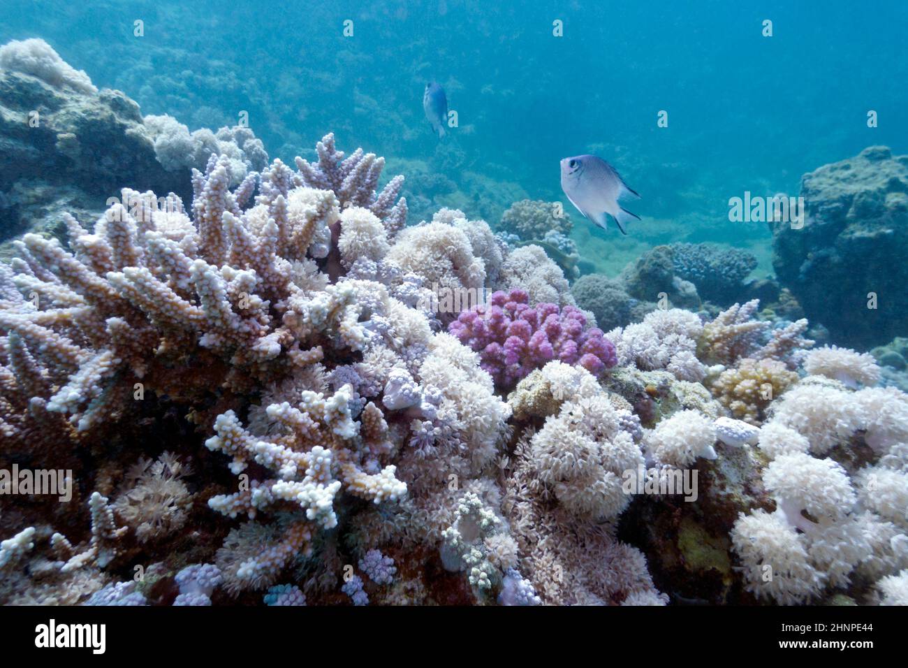 coral reef on the bottom of red sea Stock Photo - Alamy
