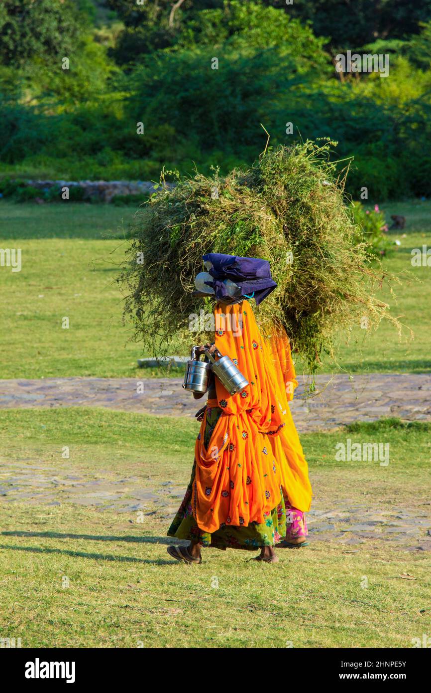 indian women carrying straw to the farm to feed the animals Stock Photo ...