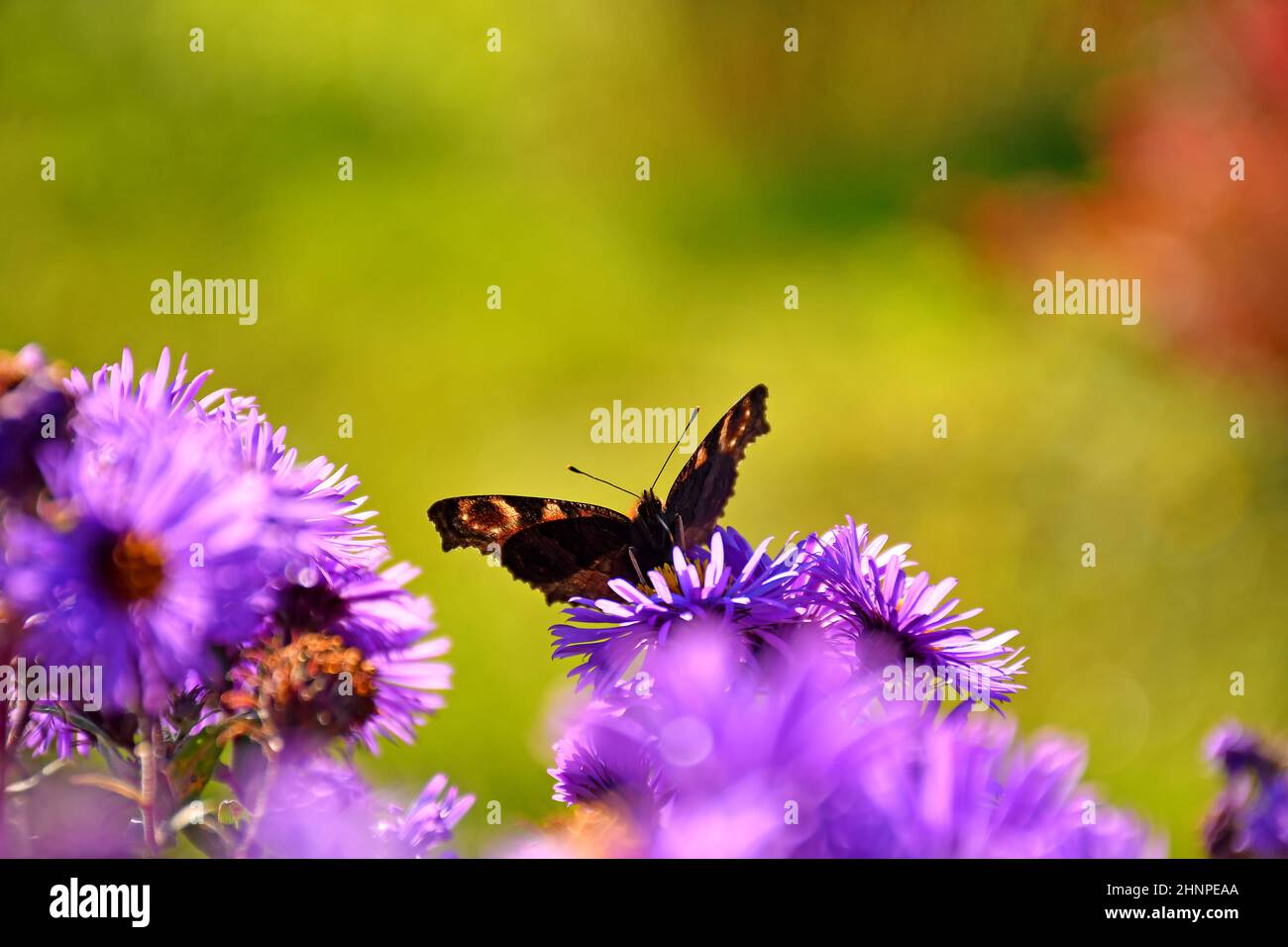 Butterfly aster germany hi-res stock photography and images - Alamy