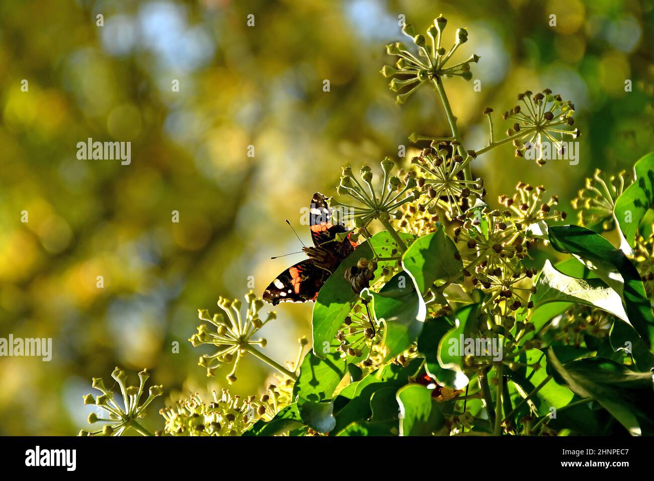 German butterfly hi-res stock photography and images - Alamy