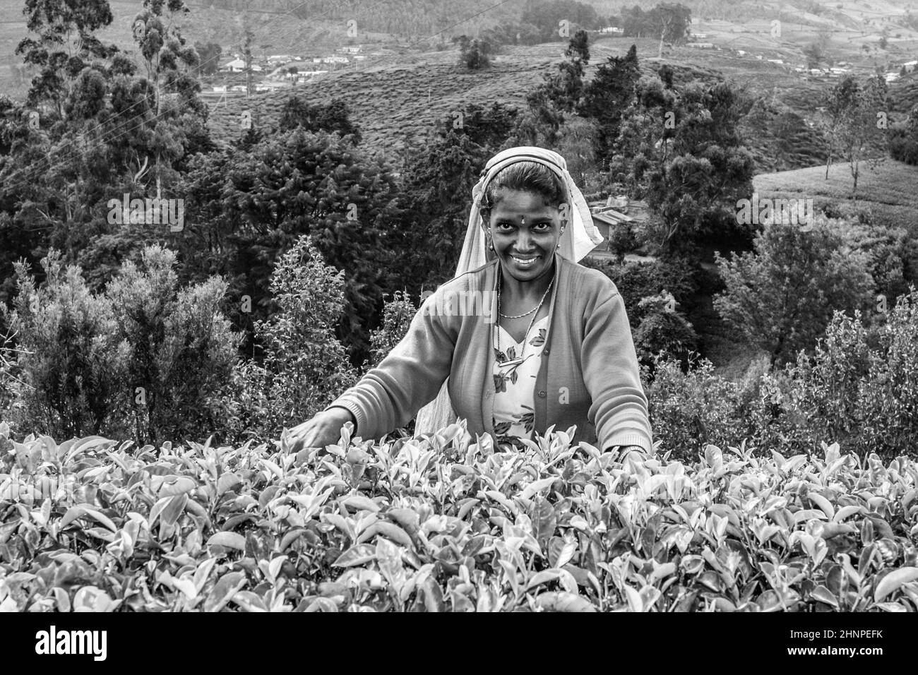 harvest in the tea fields, tea picker in the highlands Stock Photo - Alamy