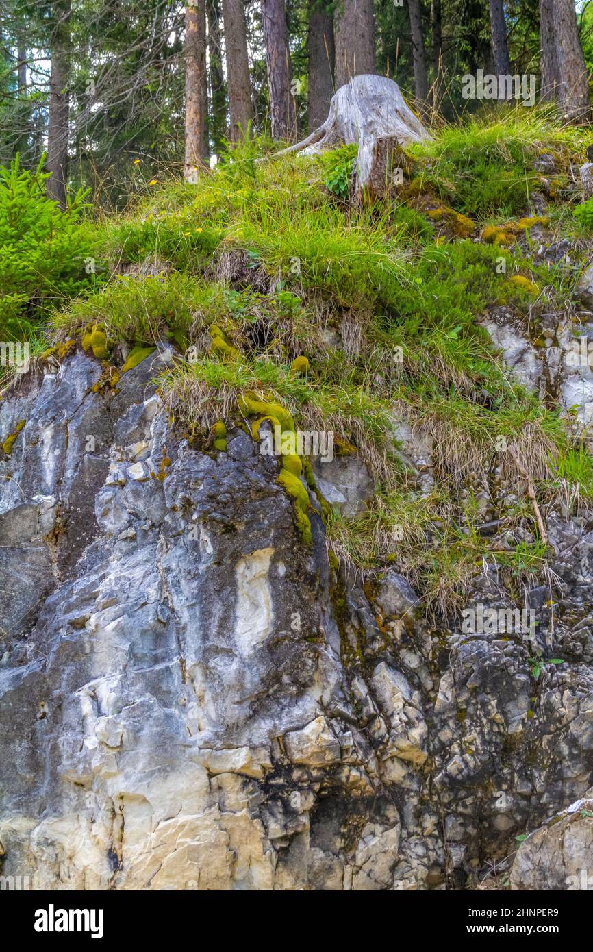 natural alpine closeup scenery with overgrown rock face and trees Stock ...
