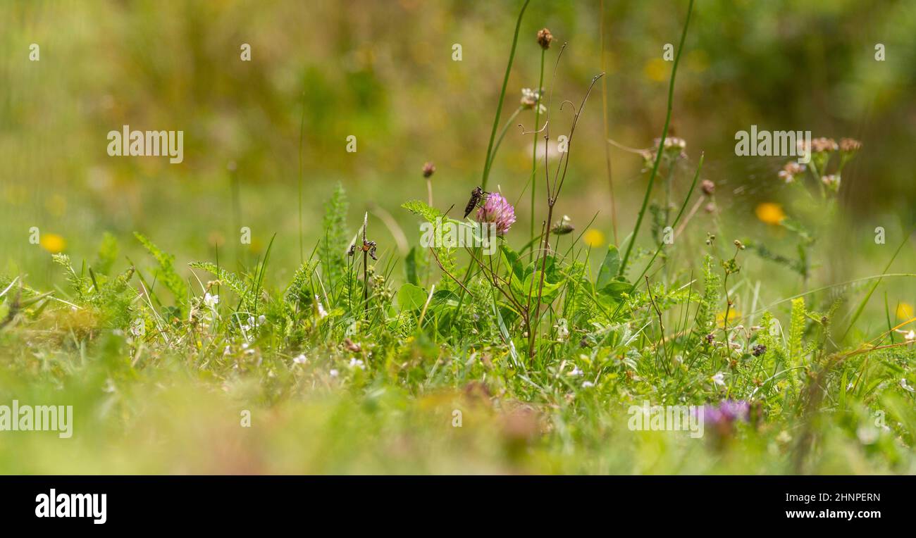 Low angle close-up shot showing some grassy vegetation and floral herbs ...
