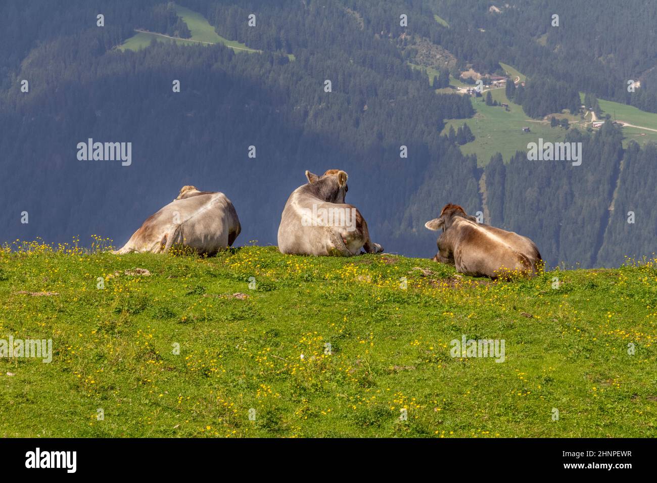 Some cattle resting near a slope seen in Tyrol, a district in Austria ...
