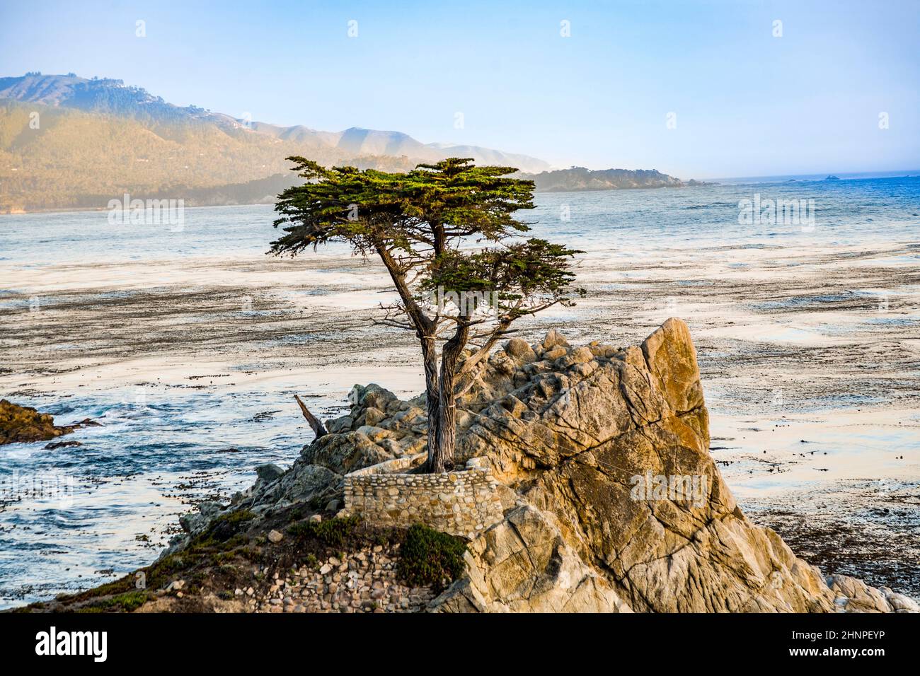 lonely cypress tree in California Stock Photo - Alamy