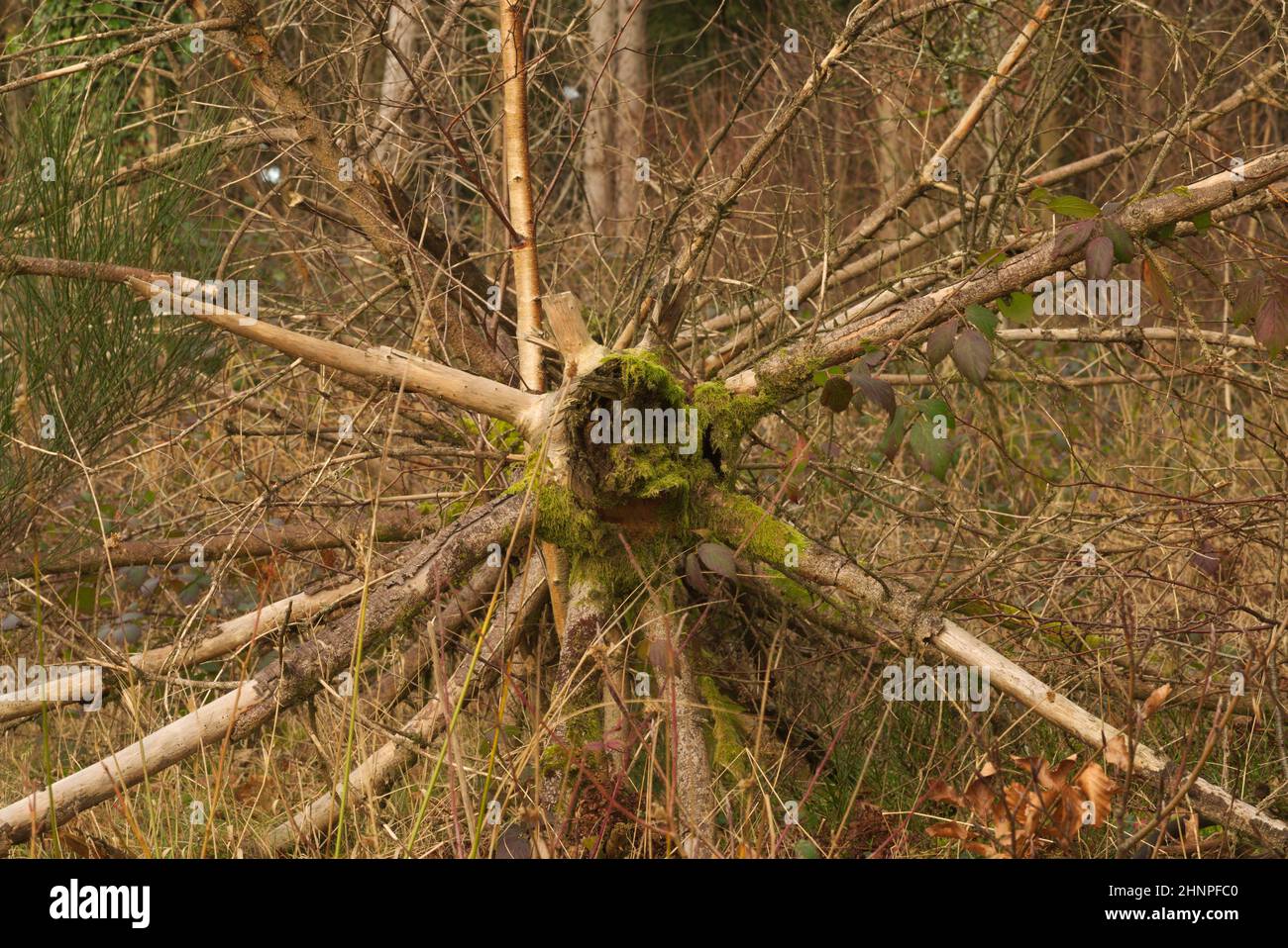 Tree trunk huntsman spider hi-res stock photography and images - Alamy