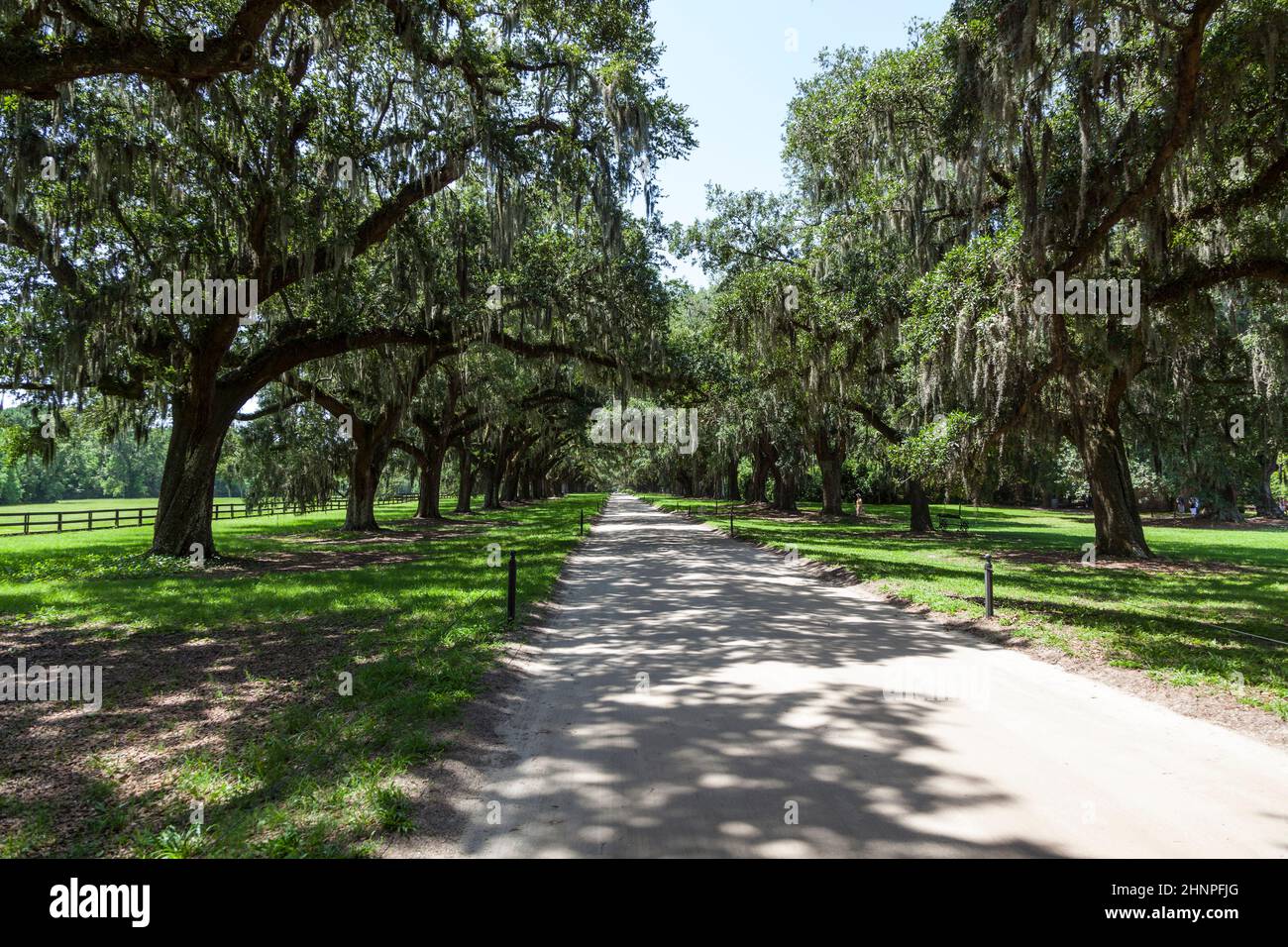 beautiful OAK alley Stock Photo - Alamy