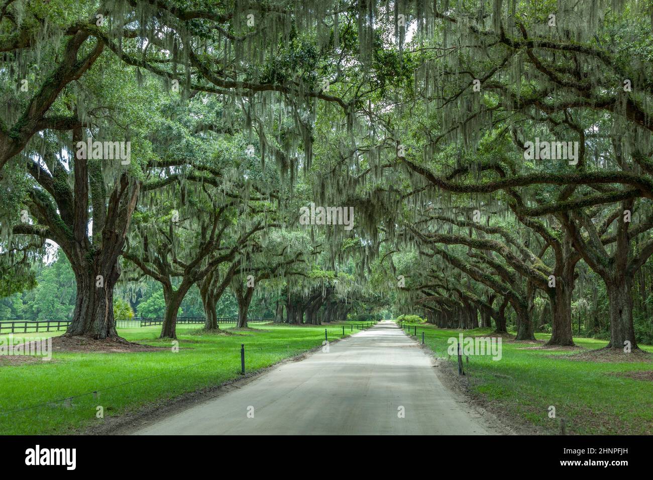 beautiful OAK alley Stock Photo - Alamy