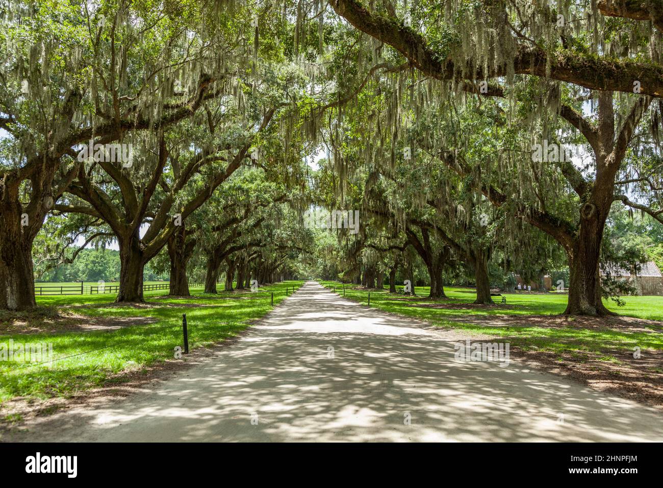 beautiful OAK alley Stock Photo - Alamy
