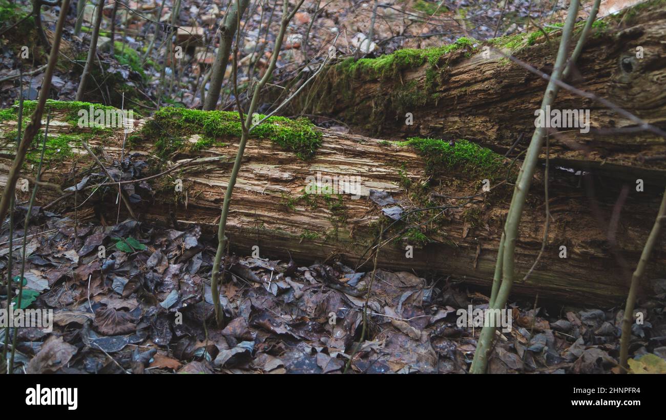 Log is covered with green moss in the woodland. overgrown forest Stock ...
