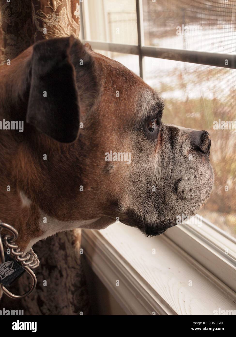Pet boxer staring out a window seemingly enjoying the view Stock Photo ...