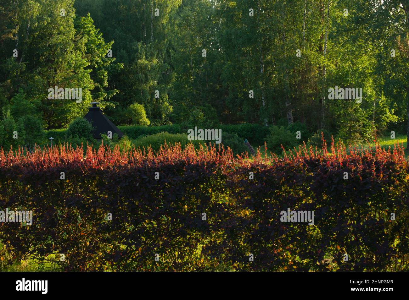 Green overgrown forest nature background. greenery backdrop Stock Photo ...