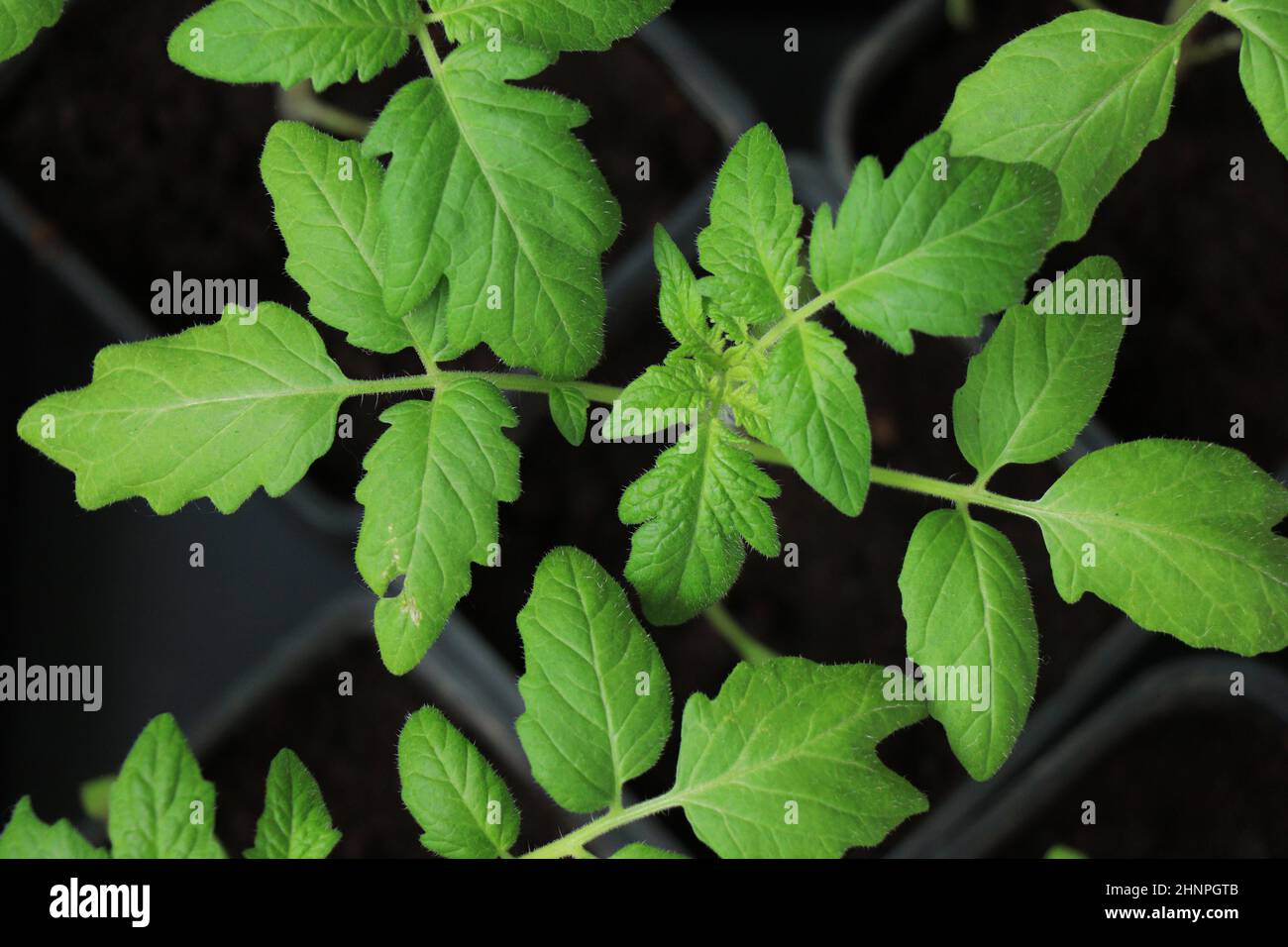 Different Tomato Leaves