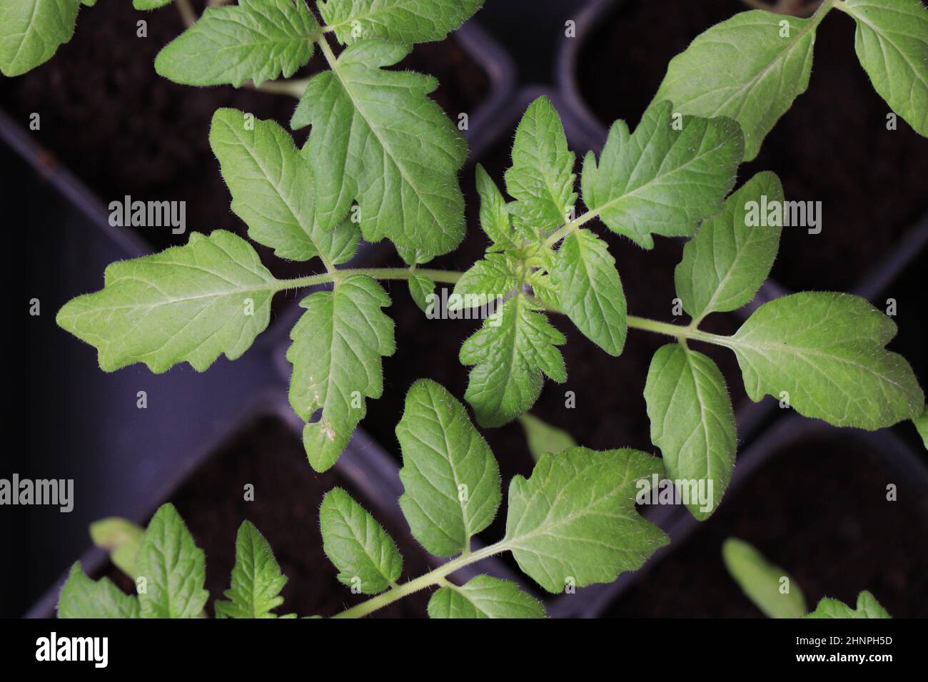 Heirloom Tomato Leaves