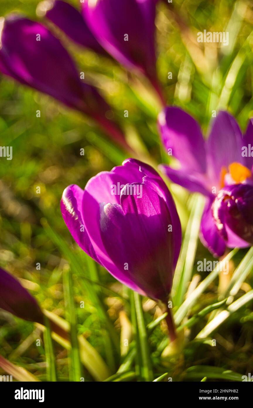 Purple crocus flowers lighted up by a morning sunlight Stock Photo - Alamy