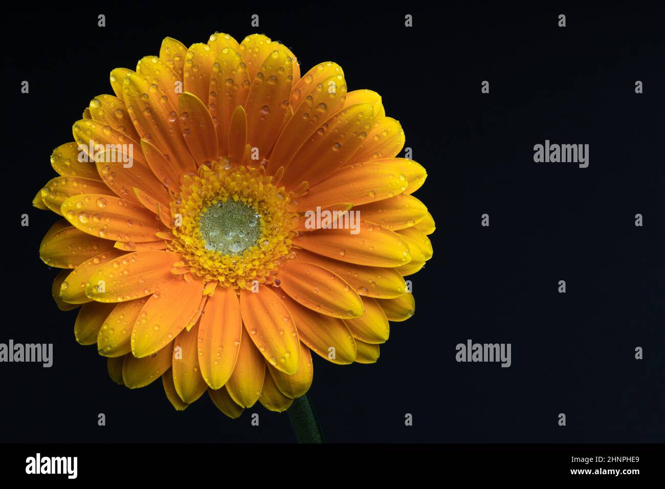 Fresh yellow gerbera close hi-res stock photography and images - Alamy