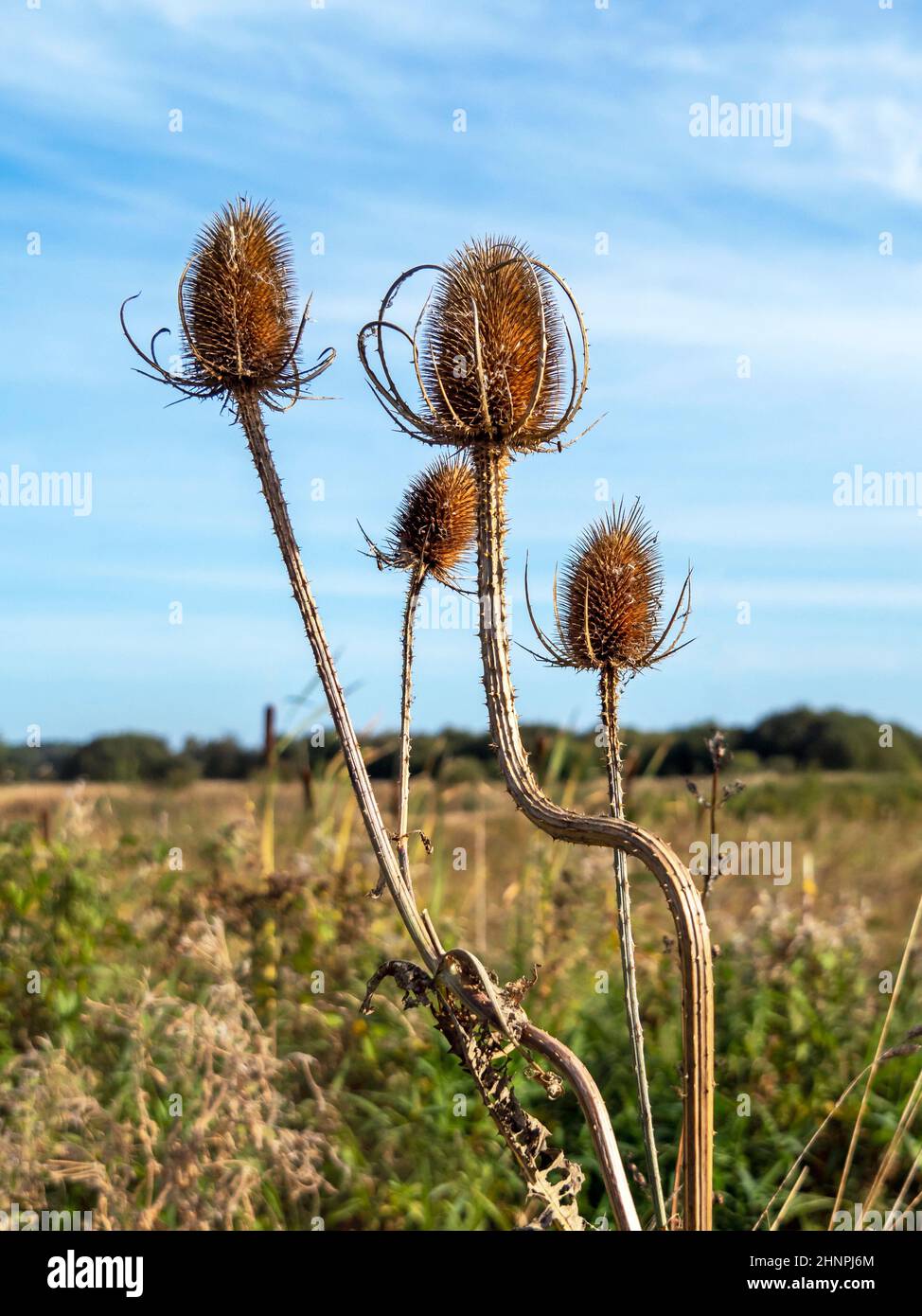 Four tall teasel seed heads in a field and a blue autumn sy Stock Photo ...