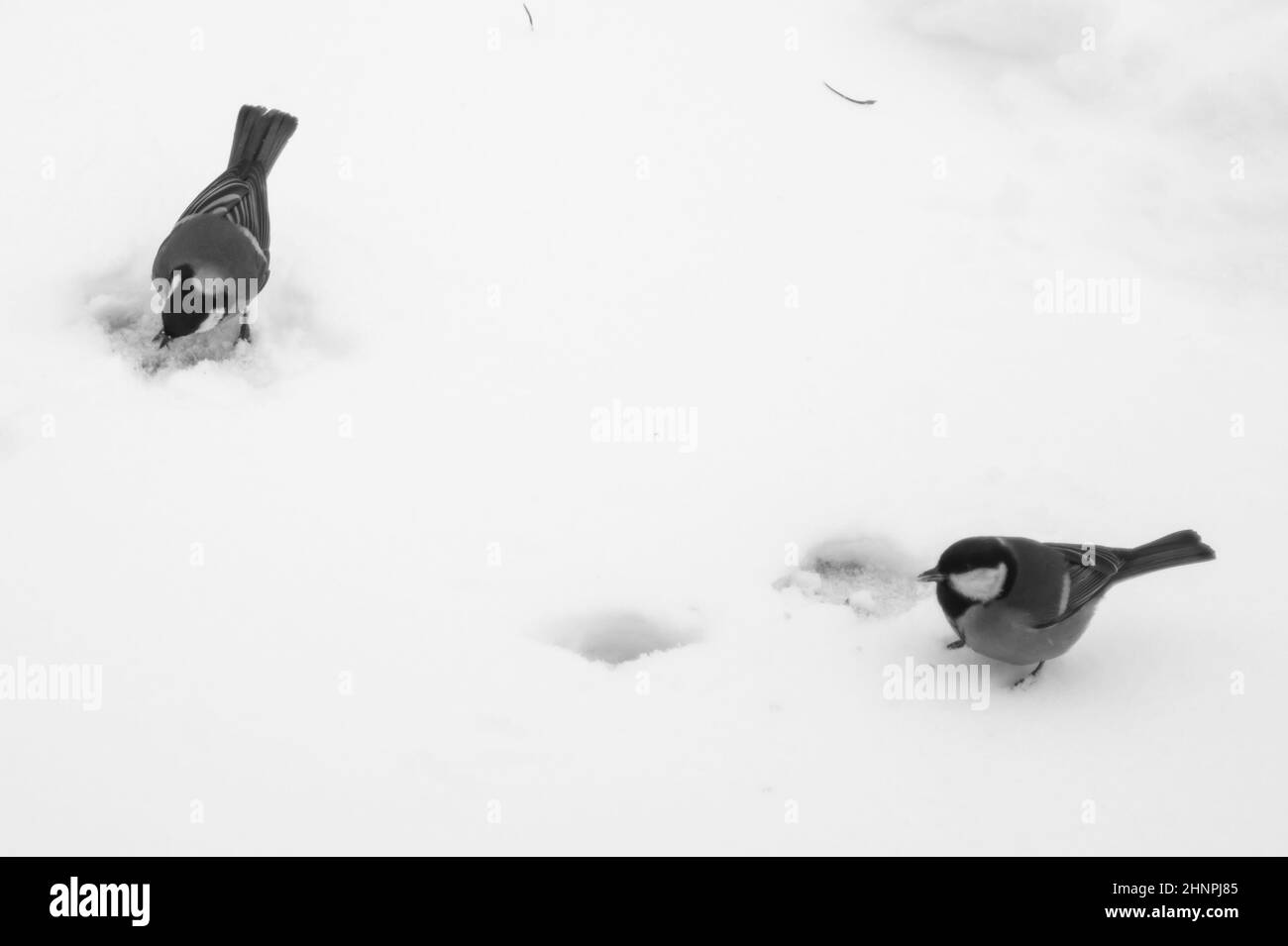 Small bird walking on the snow. background with copy space Stock Photo ...