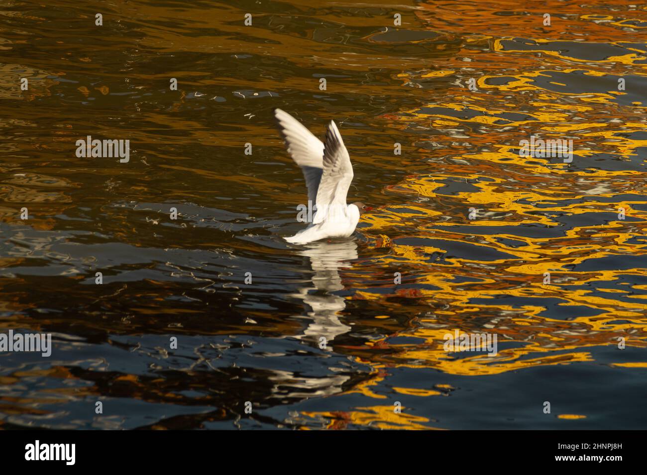 Seagull catching a fish. seabird with wide spread wings. gull lands in ...