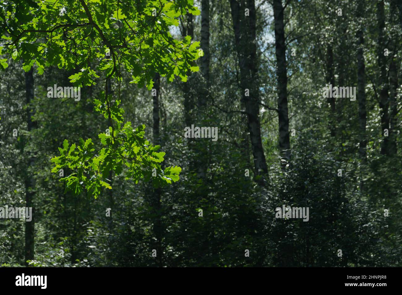 Summer forest background. greenery and foliage in the overgrown forest ...