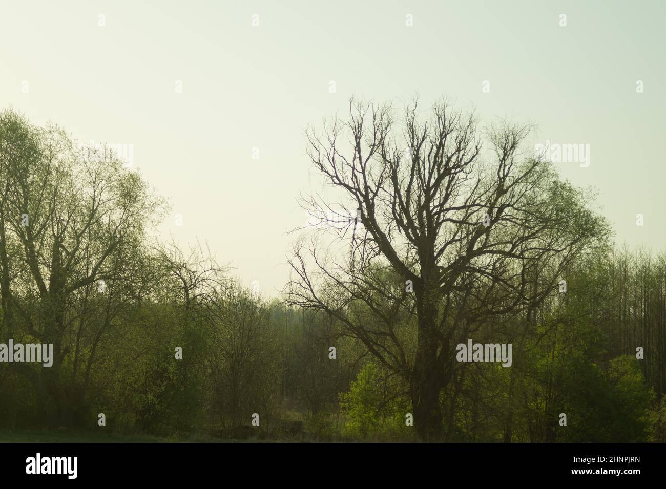 Dried trees in the forest nature background Stock Photo - Alamy