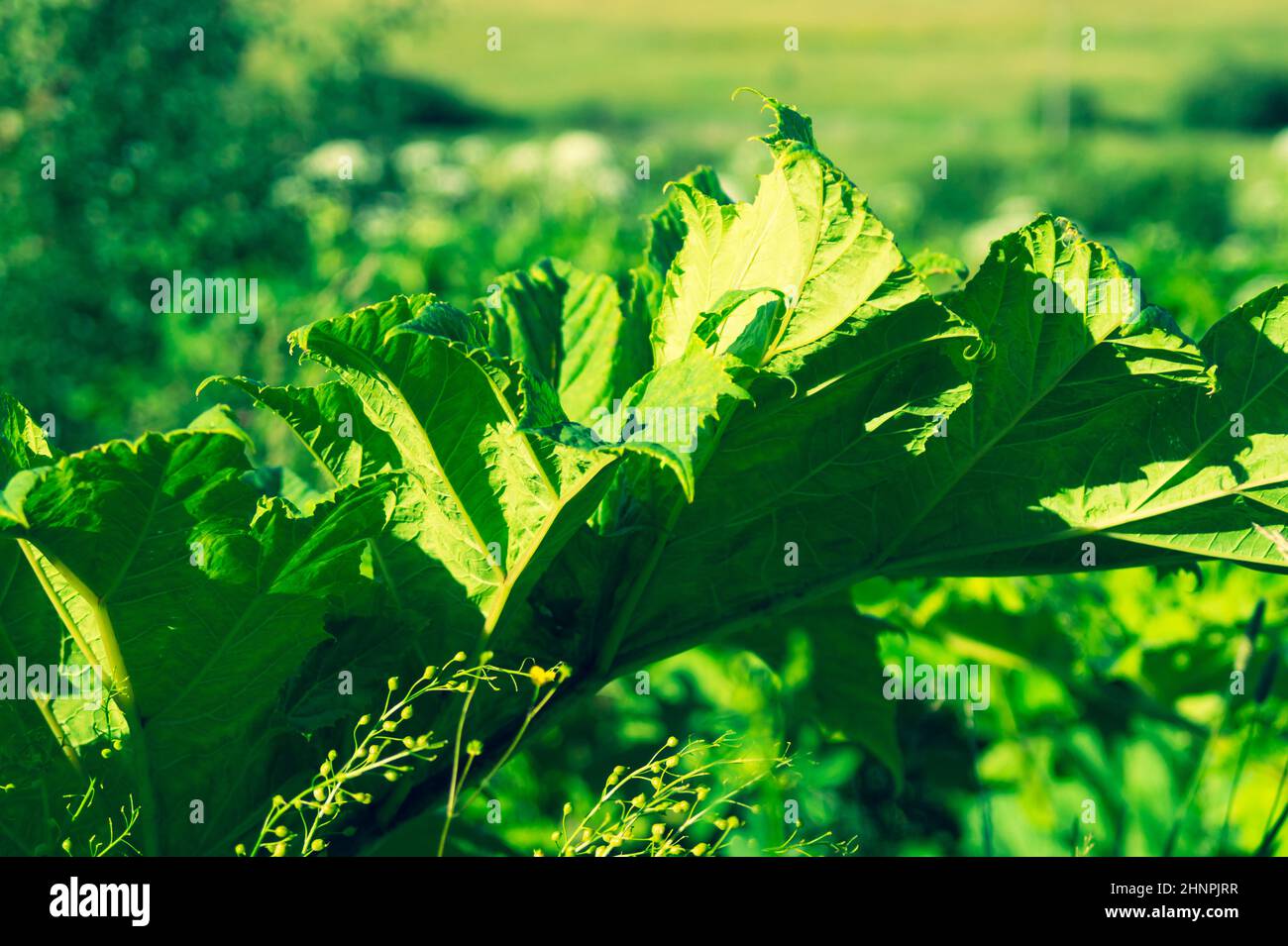 Dense greenery with leaves and bushes. green grass Stock Photo - Alamy