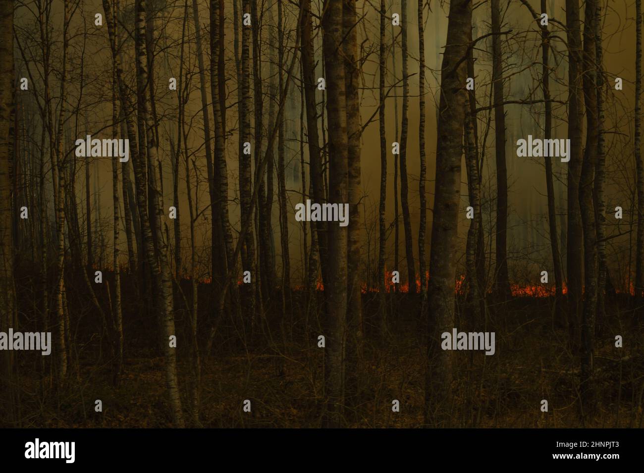 Forest in flames. forest fire with smoke wall. fire light up through ...