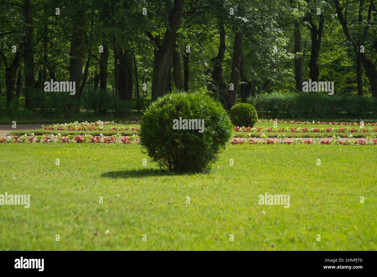 Tree with green foliage cutted in round shape. ball shaped bush in the ...