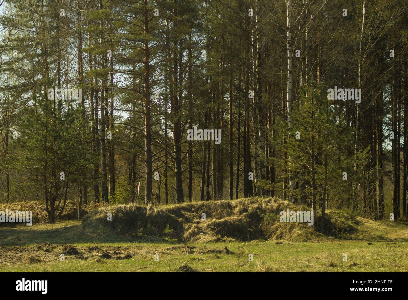 Overgrown forest. trees and plants nature background Stock Photo - Alamy
