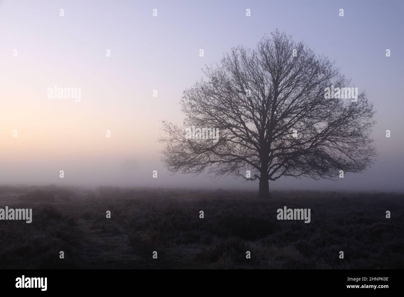 A lone tree in the dense fog during sunrise Stock Photo - Alamy