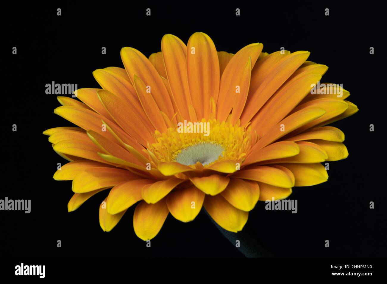 Single Flower Black Background
